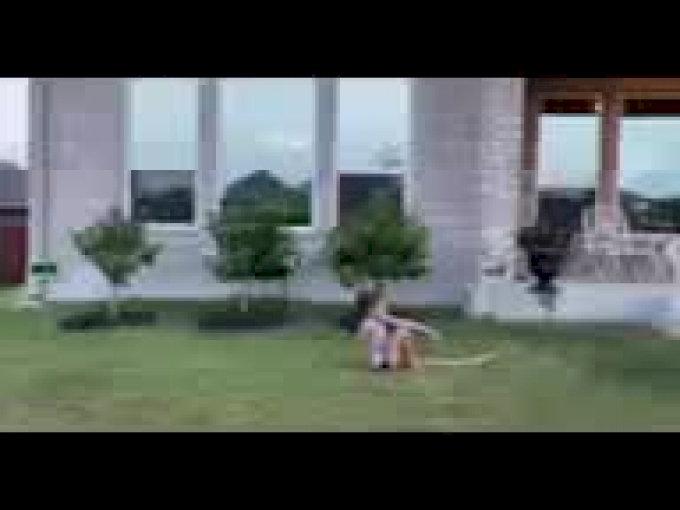 Chloe Nieves - Standing Tumbling [Level 1 - Week 2] 2020 Varsity TV ...